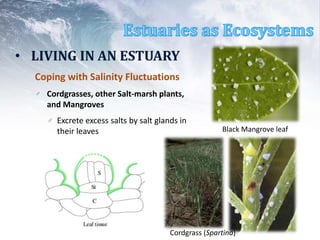 Estuaries: Introduction | PPTX