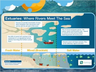 Estuaries: Introduction | PPTX