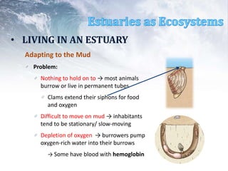 Estuaries: Introduction | PPTX