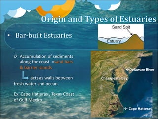 Estuaries: Introduction | PPTX