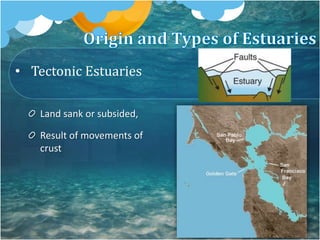 Estuaries: Introduction | PPTX