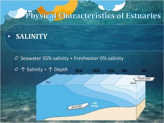 Estuaries: Introduction | PPTX