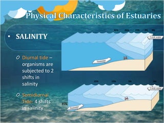 Estuaries: Introduction | PPTX