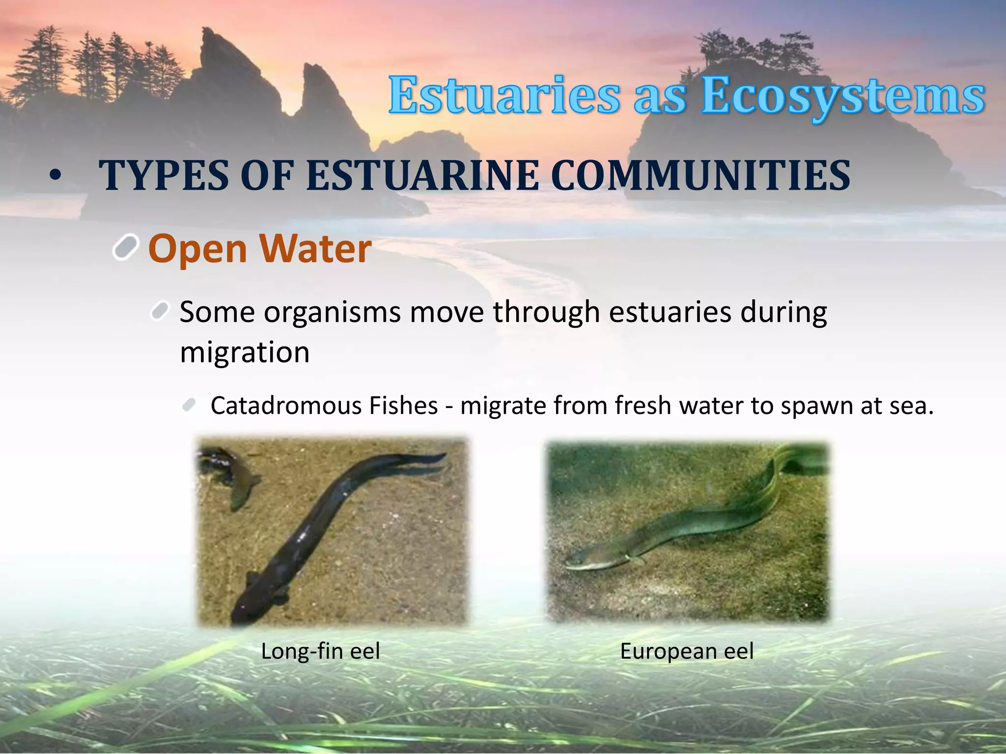 Estuaries: Communities | PPTX
