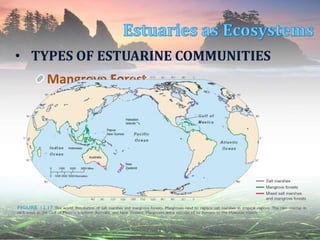 Estuary Biome Map