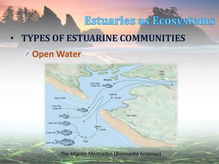 Some Types Of Estuaries
