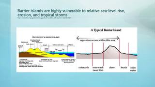 Estuaries and barrier islands | PPTX