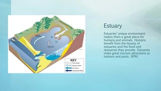 Estuaries and barrier islands | PPTX
