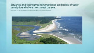 Estuaries and barrier islands | PPT