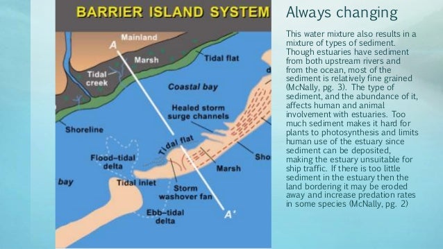 Estuaries and barrier islands