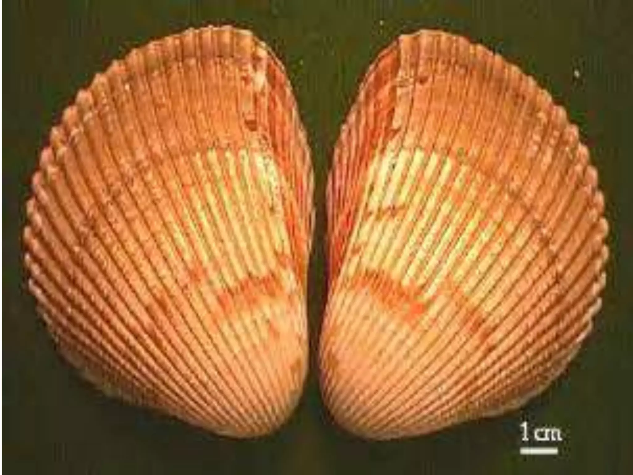 What are the Biotic and Abiotic Conditons in estuaries and intertidal ...