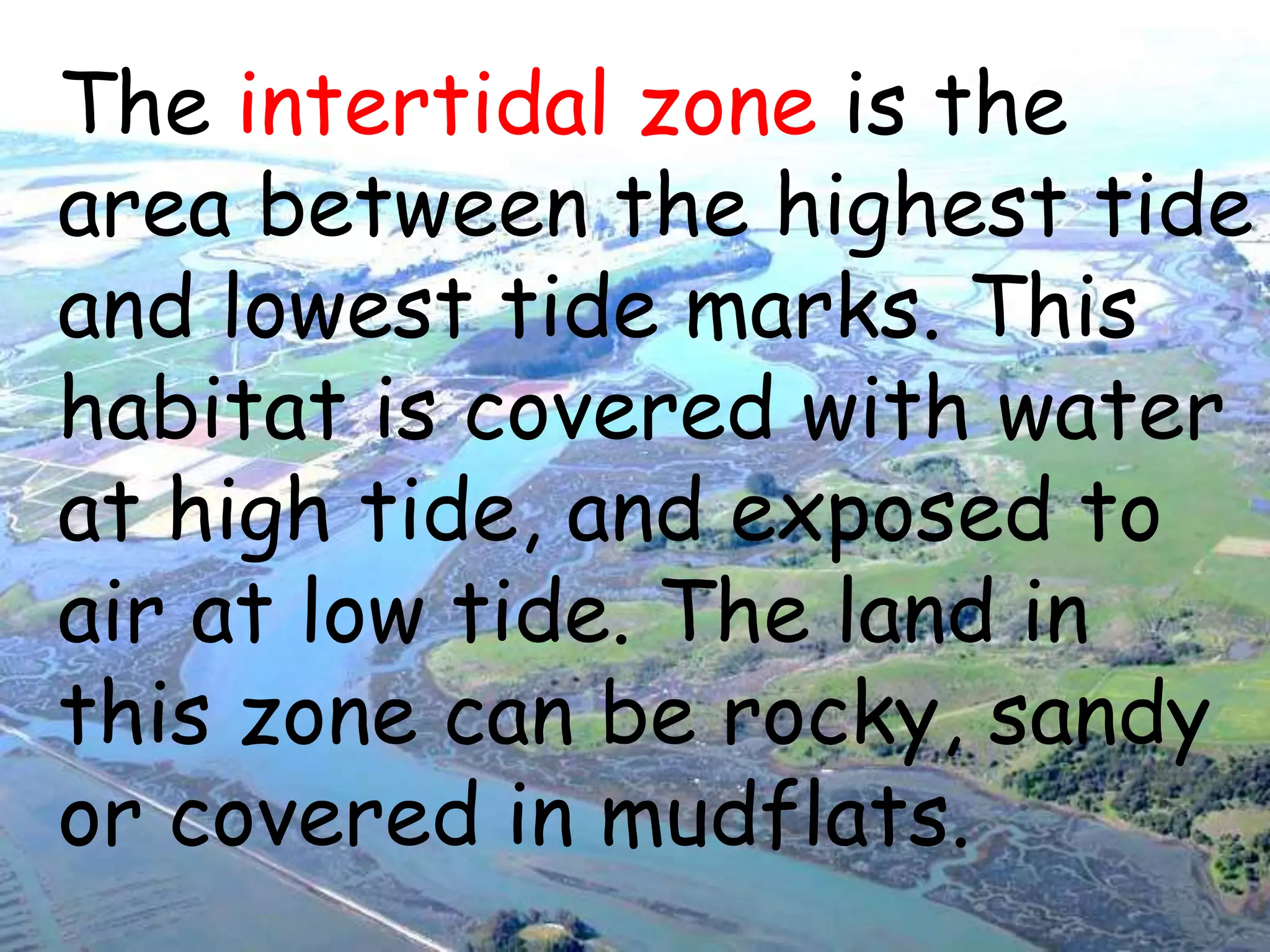 What are the Biotic and Abiotic Conditons in estuaries and intertidal ...