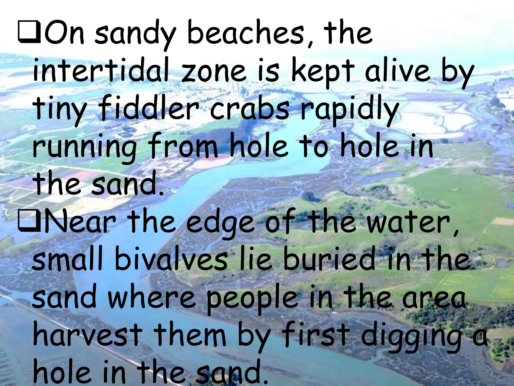 What are the Biotic and Abiotic Conditons in estuaries and intertidal ...