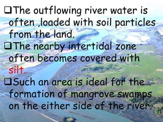 What are the Biotic and Abiotic Conditons in estuaries and intertidal ...