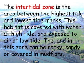 What are the Biotic and Abiotic Conditons in estuaries and intertidal ...