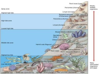 What are the Biotic and Abiotic Conditons in estuaries and intertidal zones | PPTX