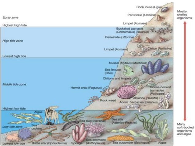 What are the Biotic and Abiotic Conditons in estuaries and intertidal ...