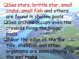 What are the Biotic and Abiotic Conditons in estuaries and intertidal ...