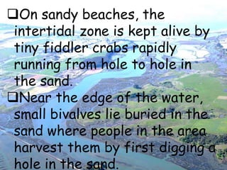 What are the Biotic and Abiotic Conditons in estuaries and intertidal ...