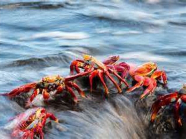 What are the Biotic and Abiotic Conditons in estuaries and intertidal ...