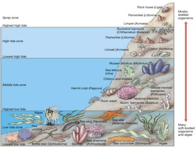 What are the Biotic and Abiotic Conditons in estuaries and intertidal…