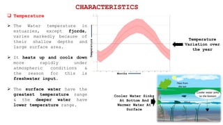 Estuaries ecosystem | PPTX