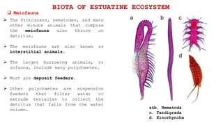 Estuaries ecosystem | PPTX