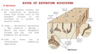 Estuaries ecosystem | PPTX