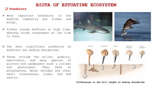 Estuaries Ecosystem Pptx