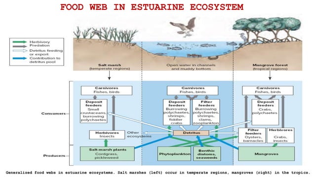 Estuaries ecosystem | PPTX
