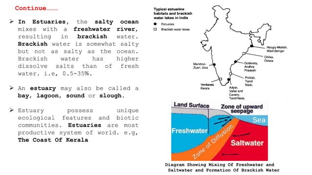 Estuaries Ecosystem Pptx