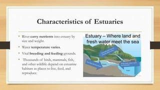 Estuaries in Bangladesh | PPTX