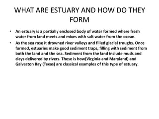 Estuary | PPT