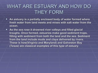 Estuary | PPT