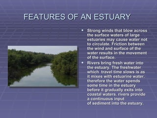 Estuary | PPT