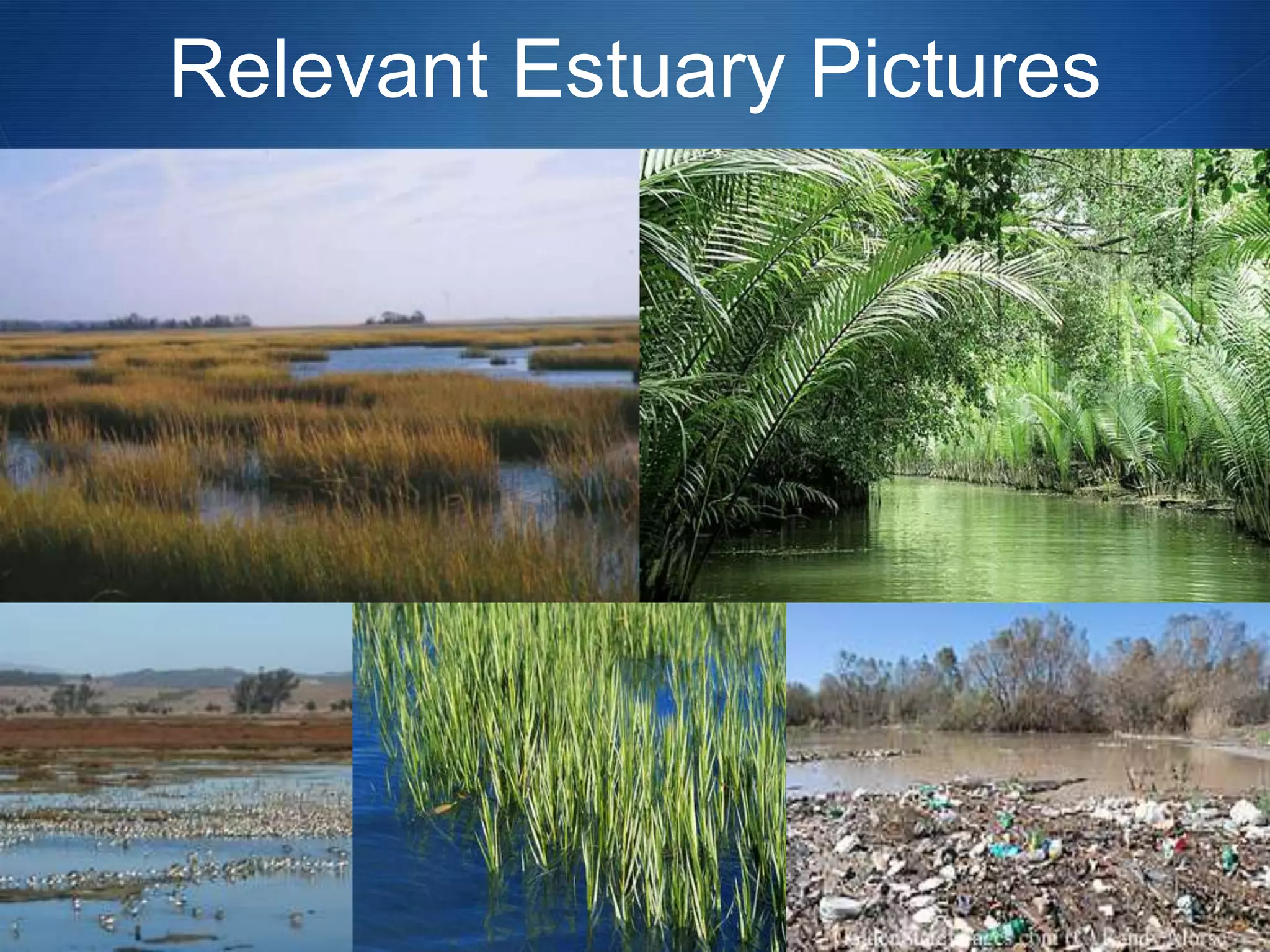 Estuary Presentation | PPT