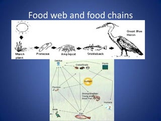 Estuary Food Web