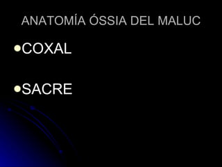 Estudi de l’anatomia de les extremitats | PPT