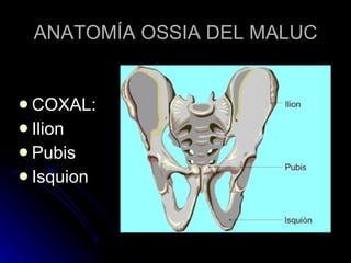 Estudi de l’anatomia de les extremitats | PPT