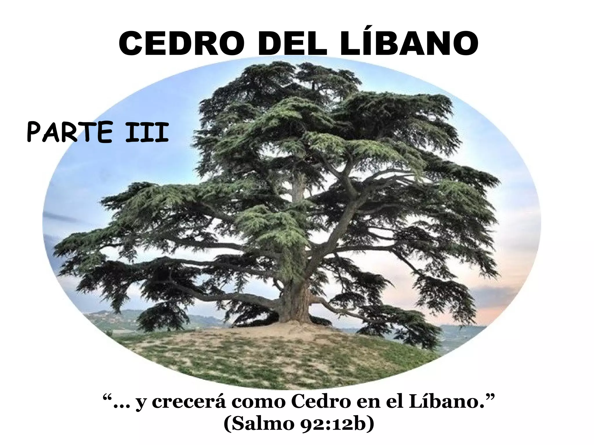 Estudio- Parte III-Cedro del Líbano-Salmo 92:13 | PDF