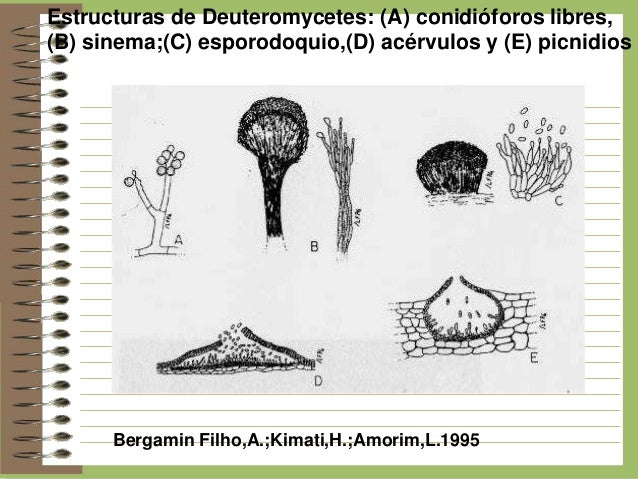 Estudio de hongos 2