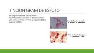 Estudio del esputo | PPTX