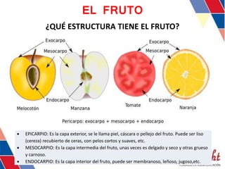 Estudio del fruto | PPTX