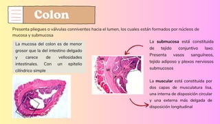 Estudio histológico del Sistema digestivo. (1).pdf