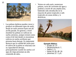 Estudio-Parte I- El Justo y La Palmera-Salmo 92-12a. | PDF