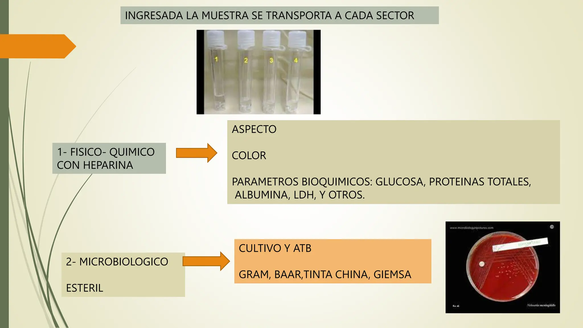 ESTUDIOS BASICOS DE LOS LIQUIDOS DE PUNCION.pptx