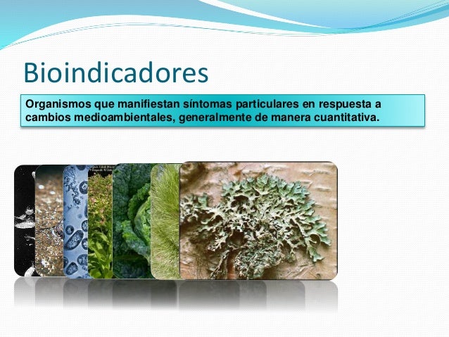 Estudios sobre los líquenes como bioindicadores de la contaminación a…