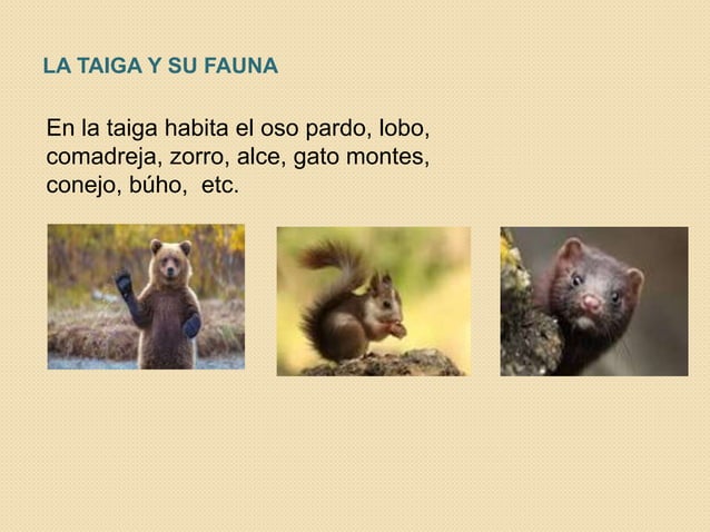 La taiga y sus caracteristicas. | PPT