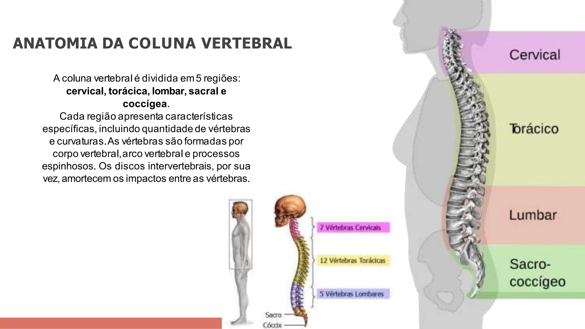 Estudo Da coluna para curso de fisioterapia | PPT | Download Gratuito