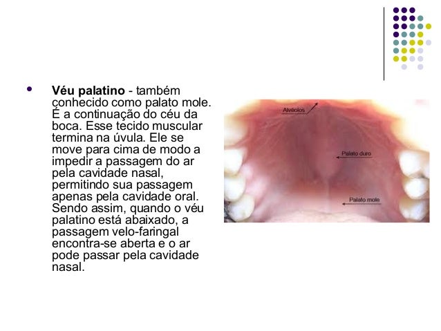 Estudo da fonética_do_idioma_português_-_slides[1] (1)